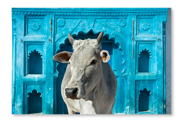Indian Holy Cow 16 po x 24 po : Cadre d'art mural et panneau de tissu ...